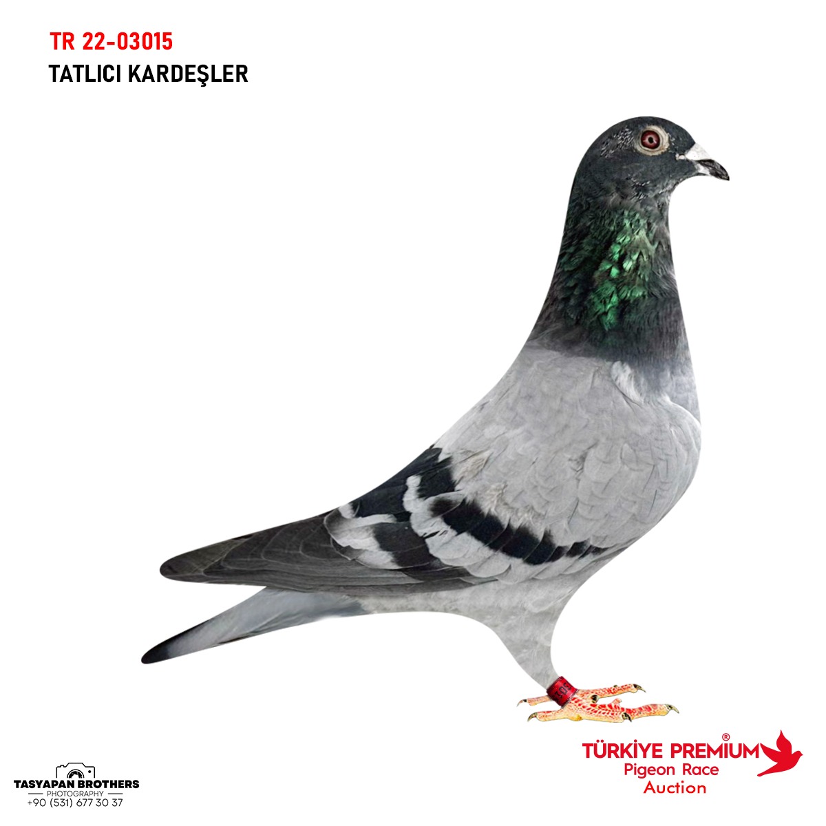 TATLICI KARDEŞLER