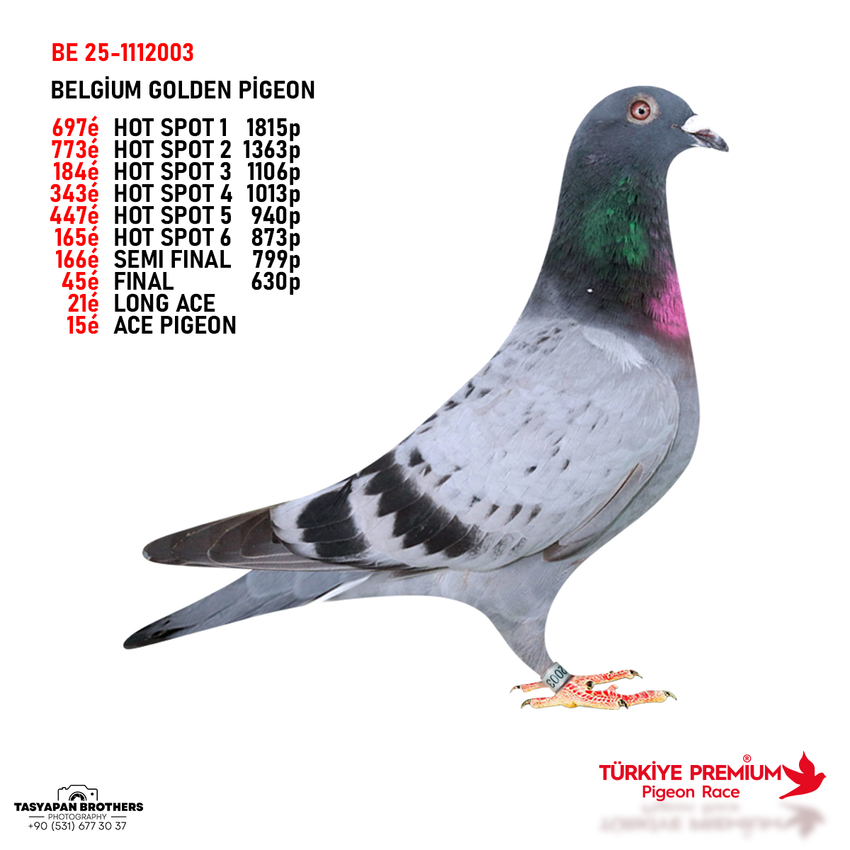 BELGİUM GOLDEN PİGEON